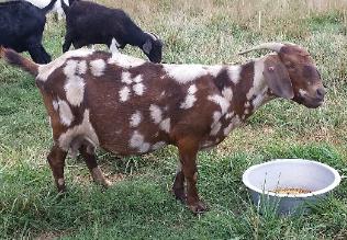 Eagles Nest Boer Goats - traditional, red, black, paint, spotted